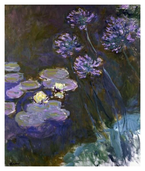 Agapanthus Claude Monet