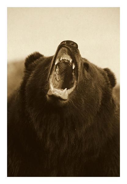 Grizzly Bear Growling